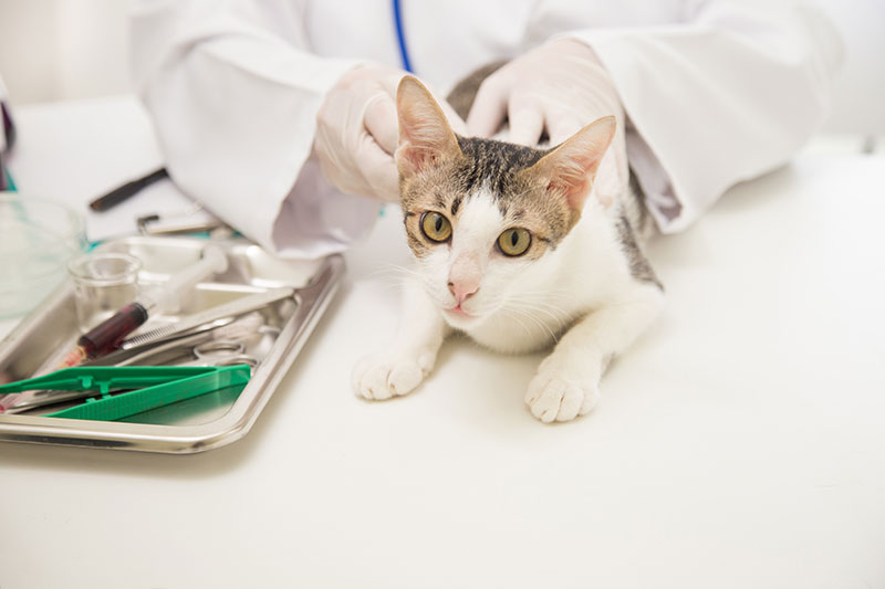 Veterinary PRP injections in Denver & Englewood, CO | Veterinary Sports ...